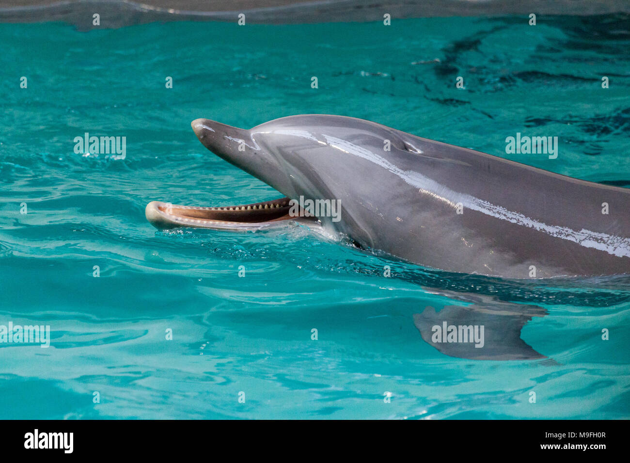 Dolphin man face to face hi-res stock photography and images - Alamy
