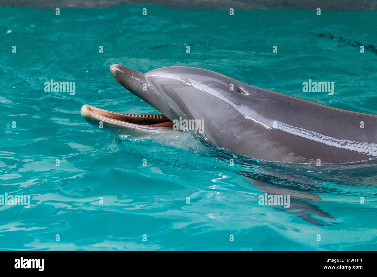 Dolphin man face to face hi-res stock photography and images - Alamy