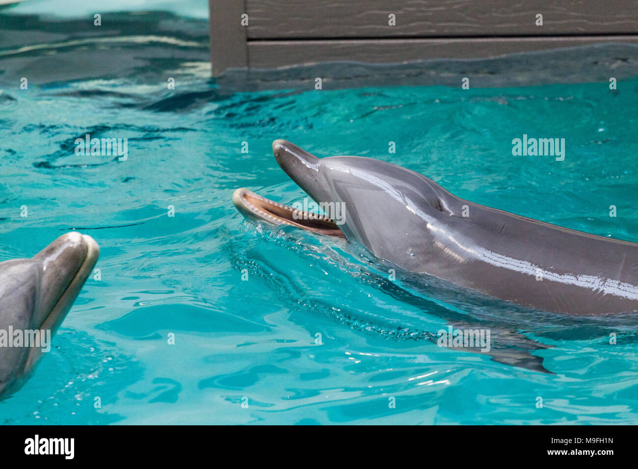 a dolphin swims in a large pool Stock Photo - Alamy