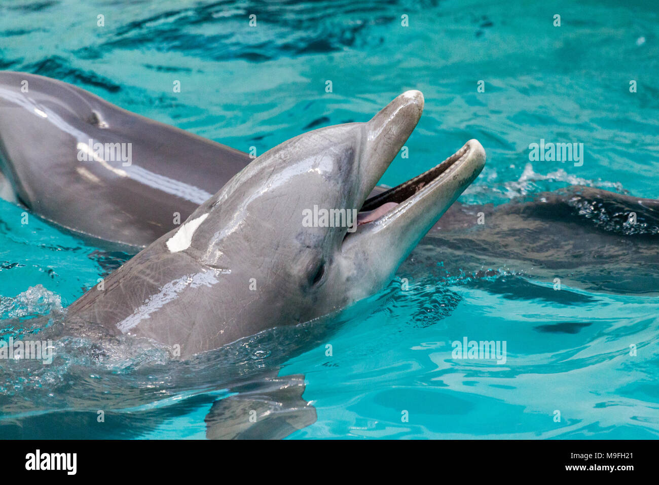 Dolphin man face to face hi-res stock photography and images - Alamy