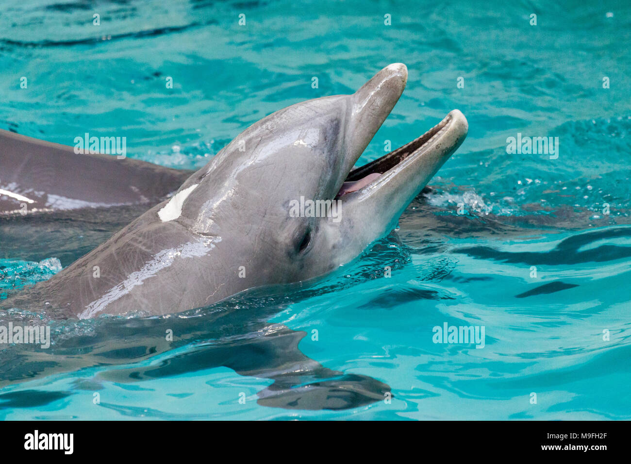 Dolphin man face to face hi-res stock photography and images - Alamy