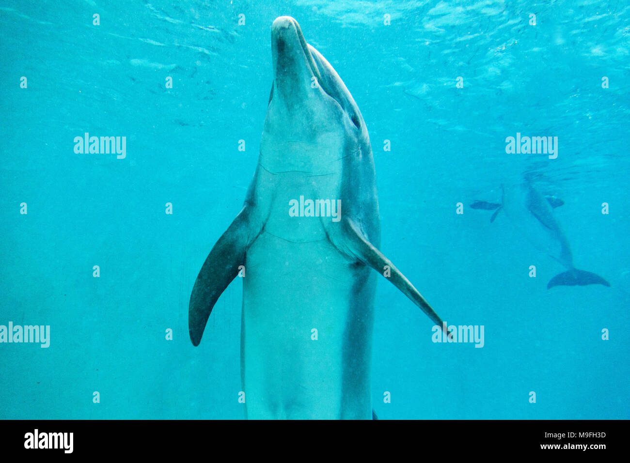 Dolphin man face to face hi-res stock photography and images - Alamy