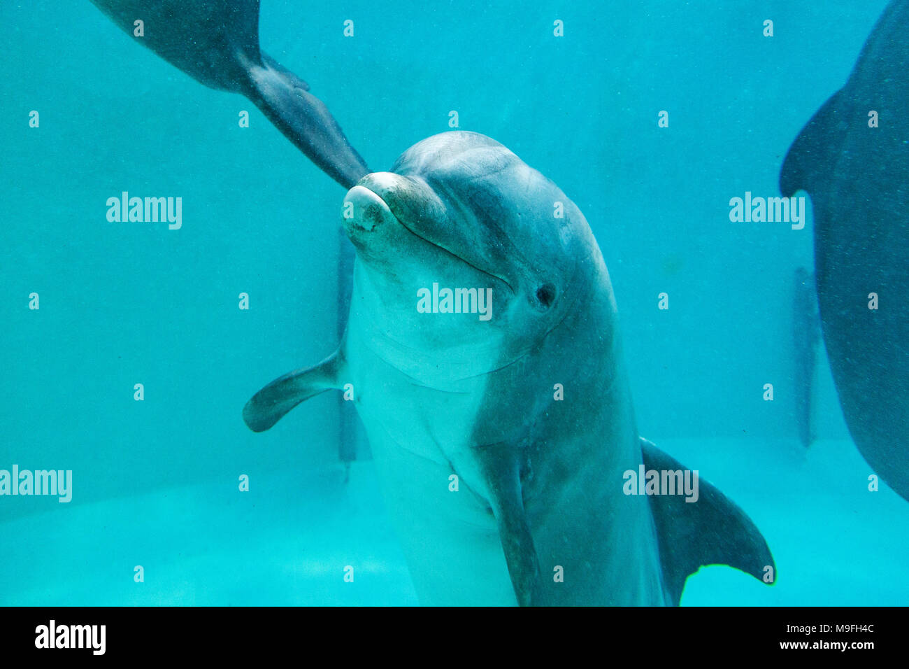 Dolphin man face to face hi-res stock photography and images - Alamy