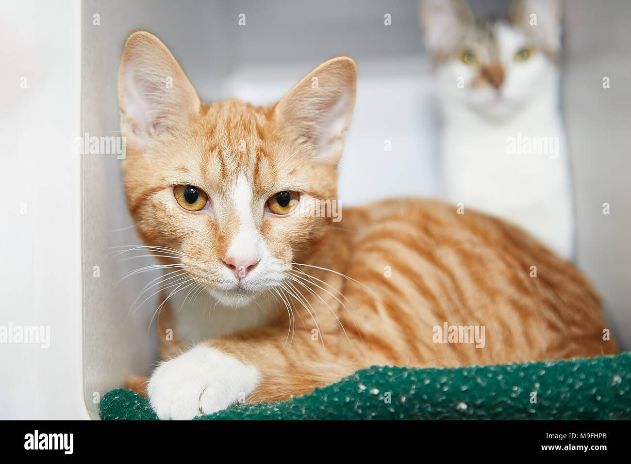 Domestic ginger tabby cat hi-res stock photography and images - Alamy