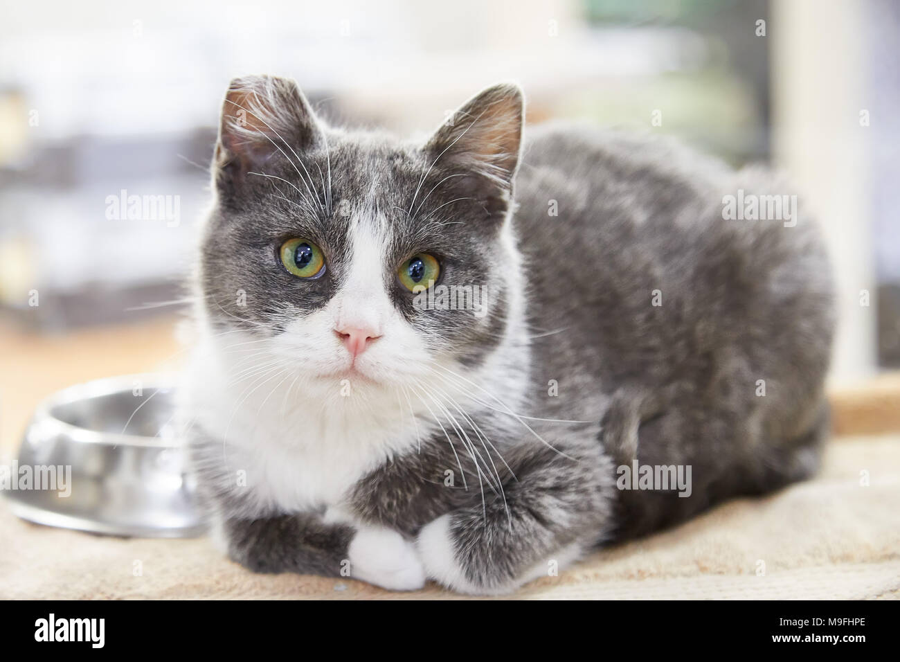Cat with clipped ear hi-res stock photography and images - Alamy