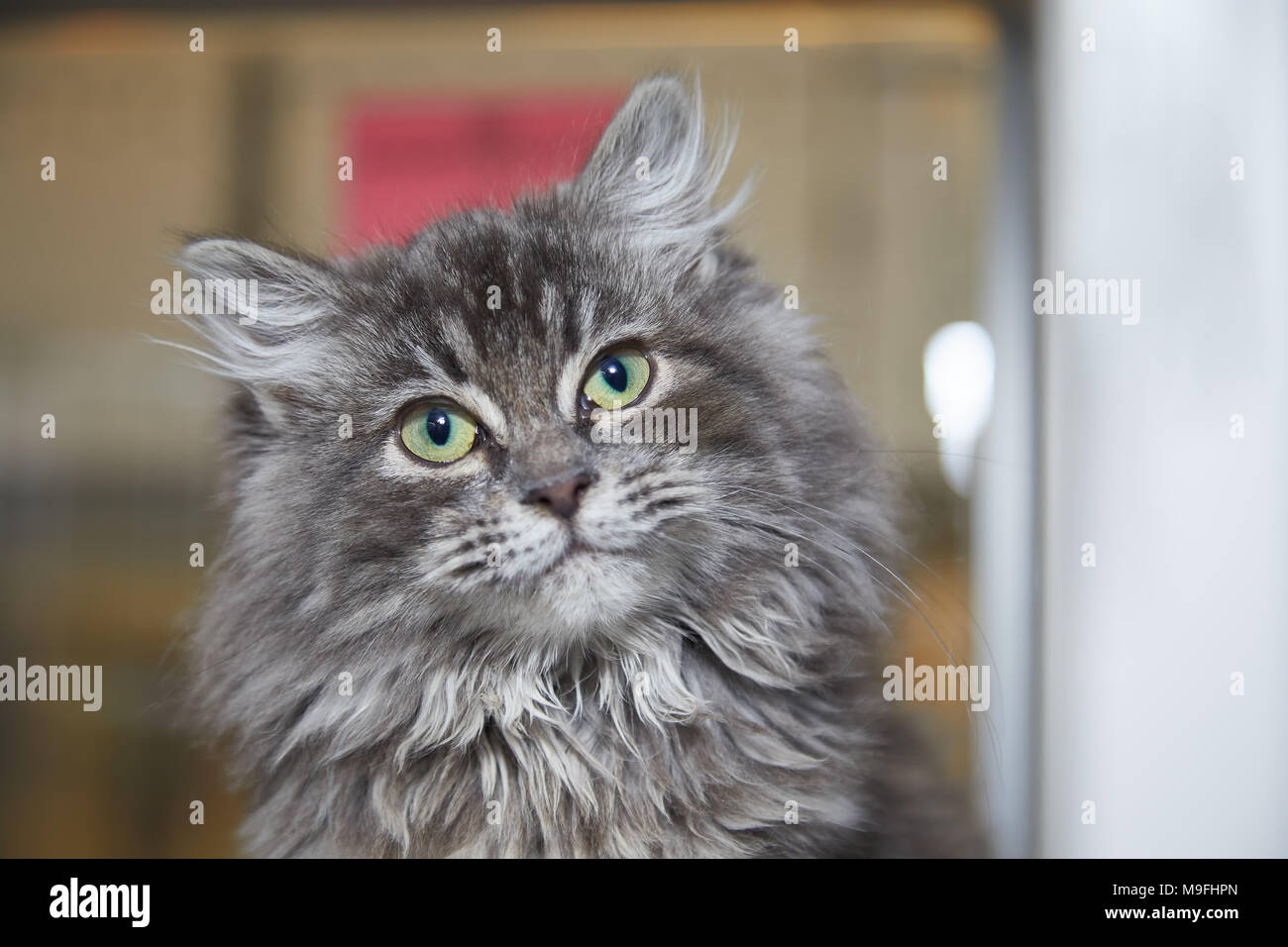 Long grey cat hi-res stock photography and images - Alamy