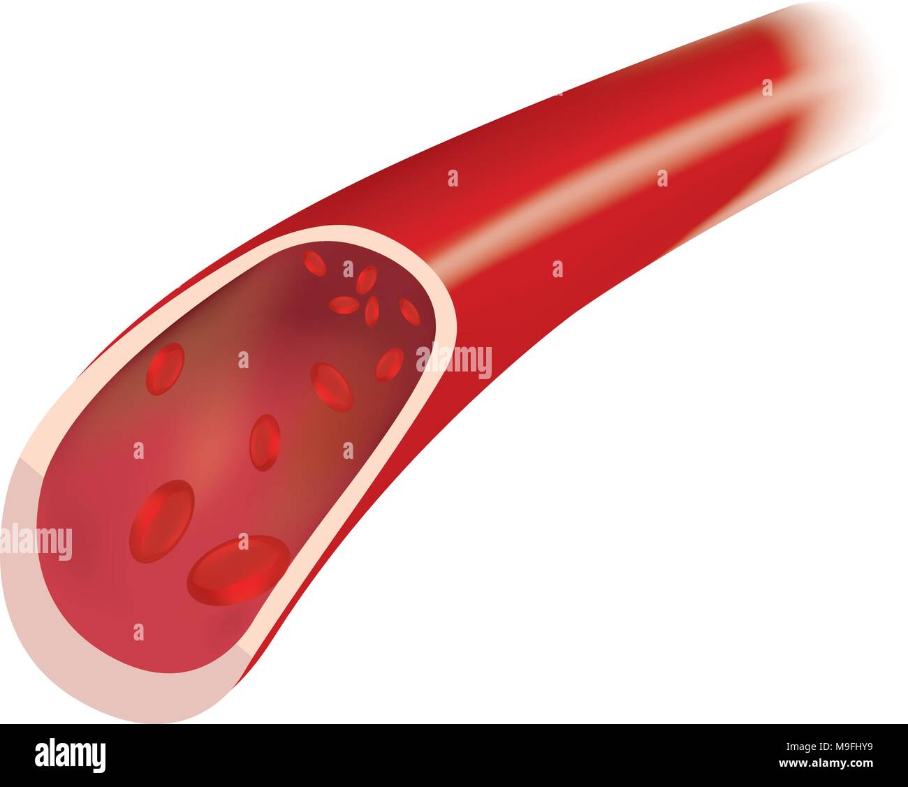 Expanded blood vessels Stock Vector Images - Alamy