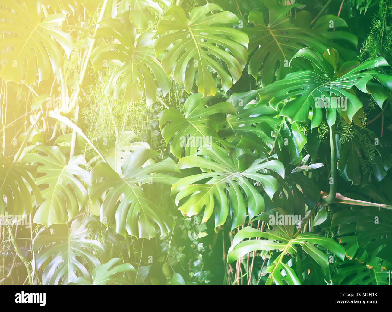 Bright photo of a green tropical background with various exotic plants ...