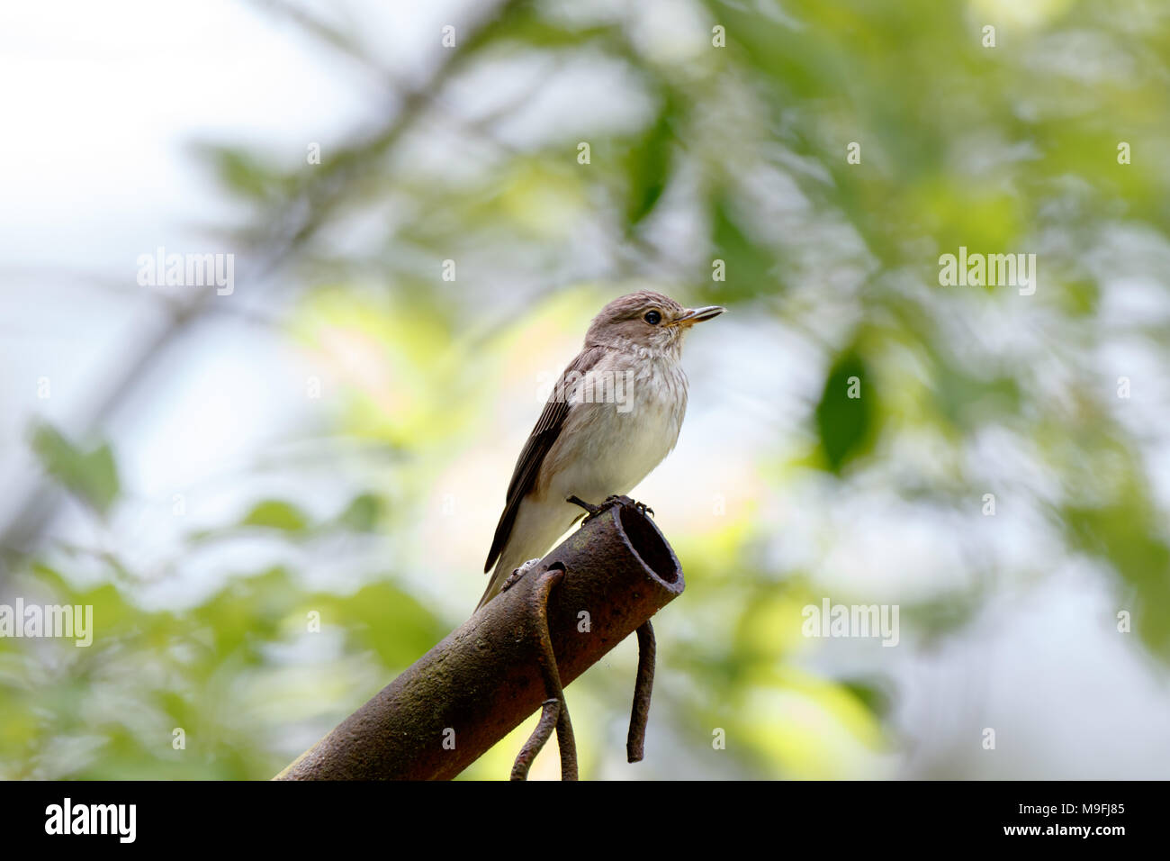 Typical flycatcher hi-res stock photography and images - Alamy