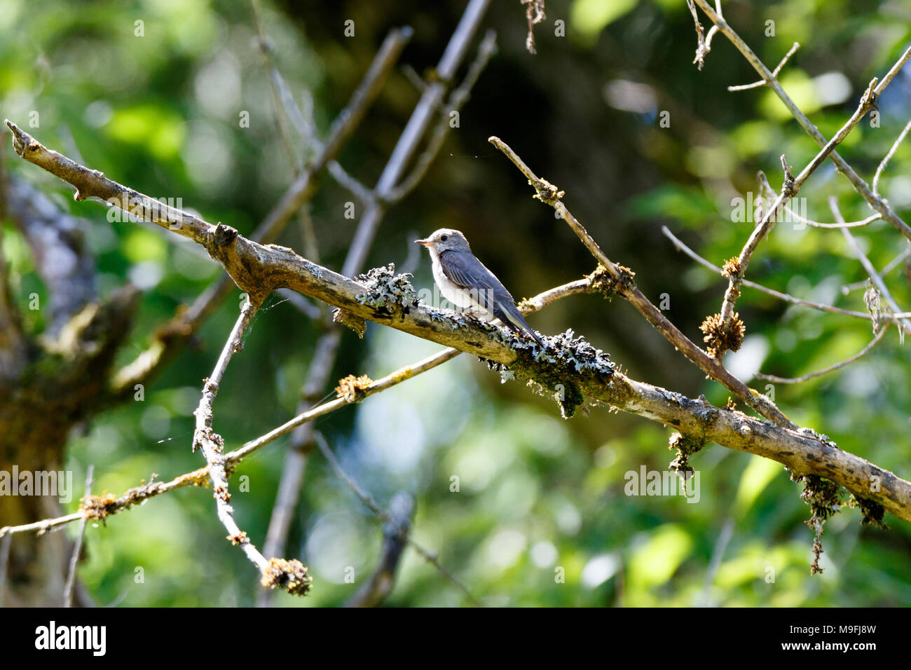 Typical flycatcher hi-res stock photography and images - Alamy