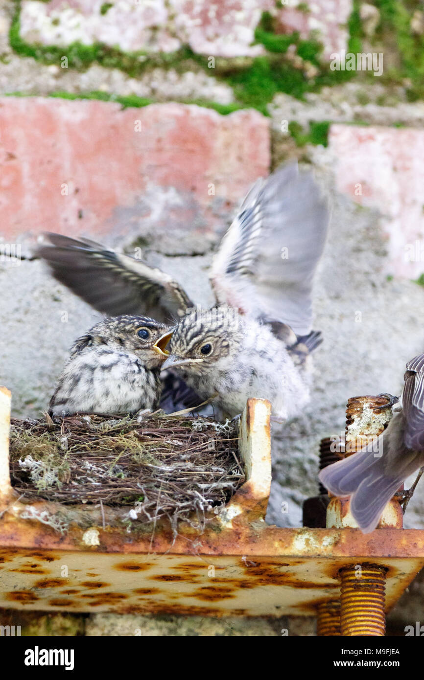 Muscicapa striata. The nest of the Spotted Flycatcher in nature. Russia ...