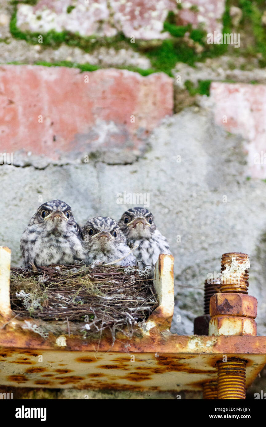 Muscicapa striata. The nest of the Spotted Flycatcher in nature. Russia ...