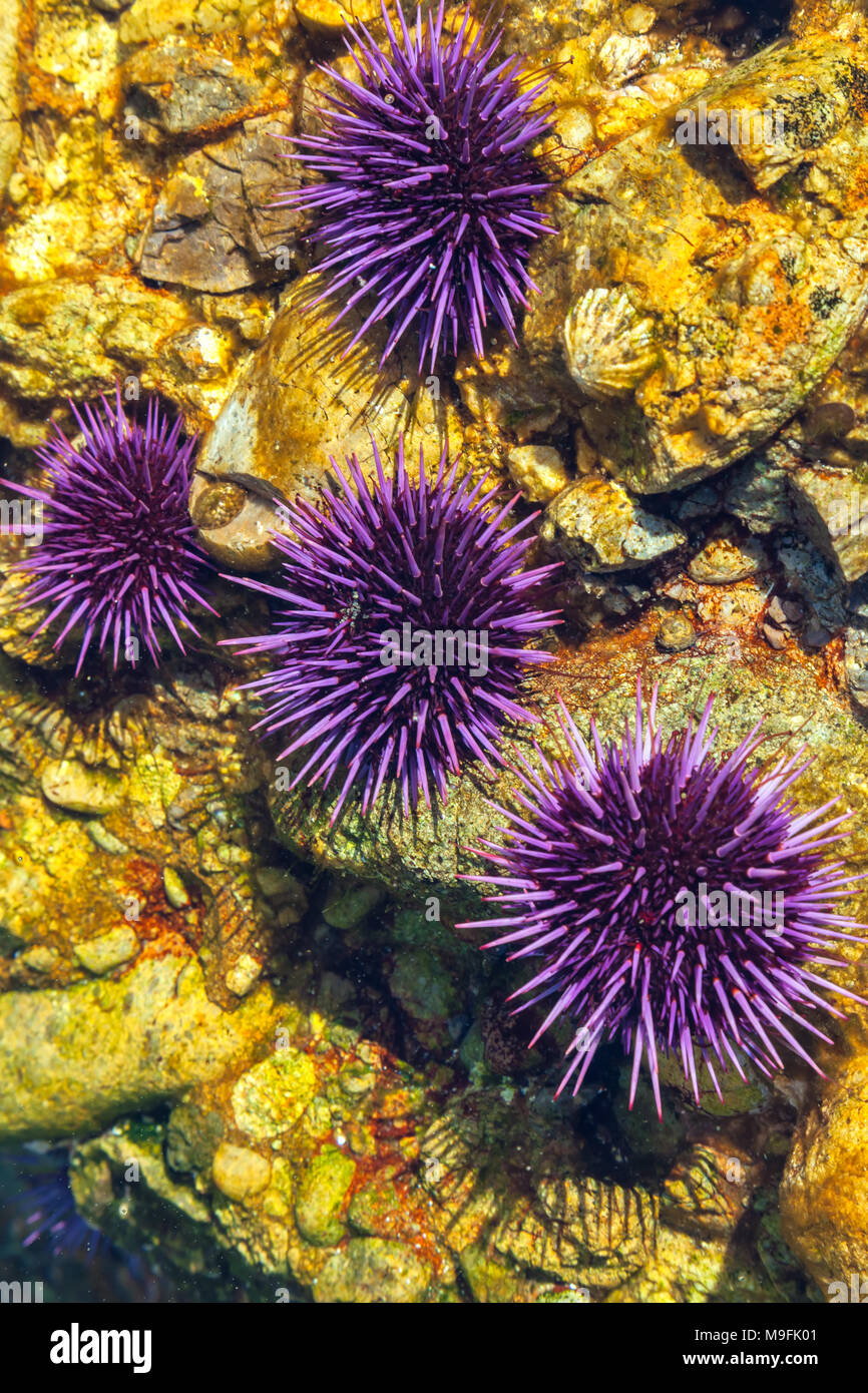Purple Spined Sea Urchin