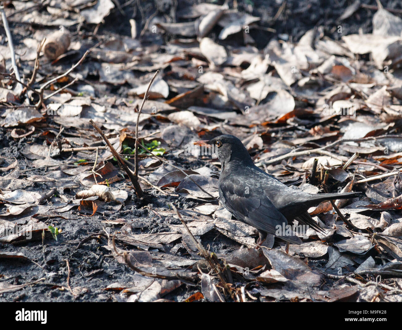 Common starling on ground. Beautiful spotted song bird. Bird in ...