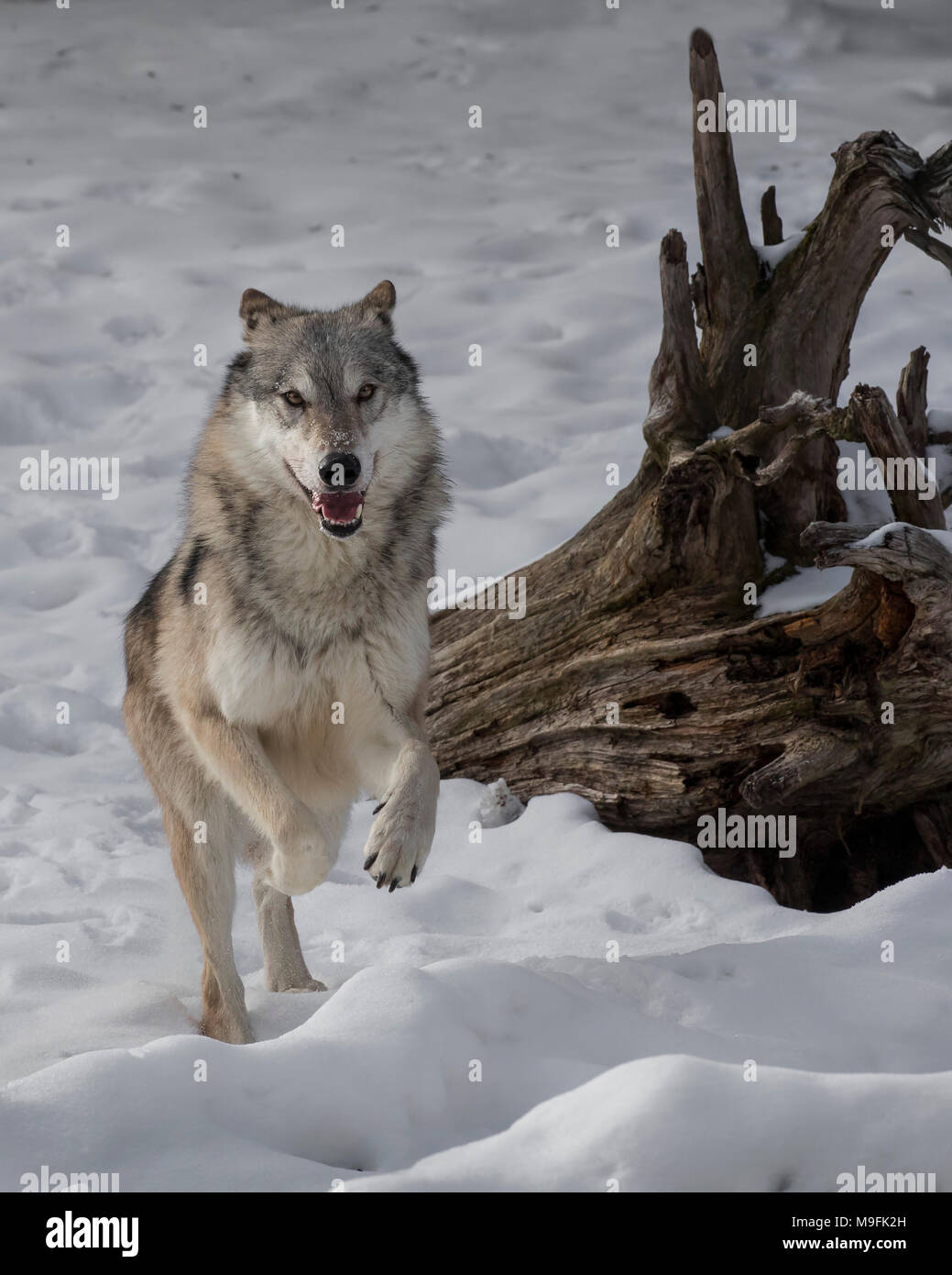 Wolf Pack at Triple D Game Farm Stock Photo - Alamy