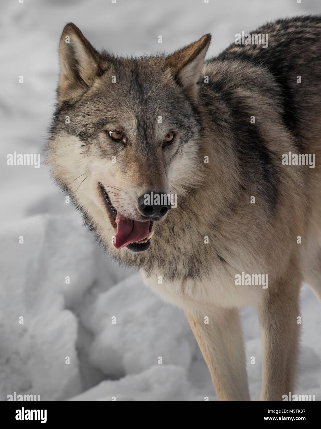 Wolf Pack at Triple D Game Farm Stock Photo - Alamy
