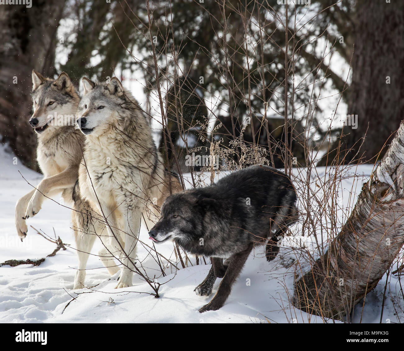 Gray wolf litter hi-res stock photography and images - Alamy