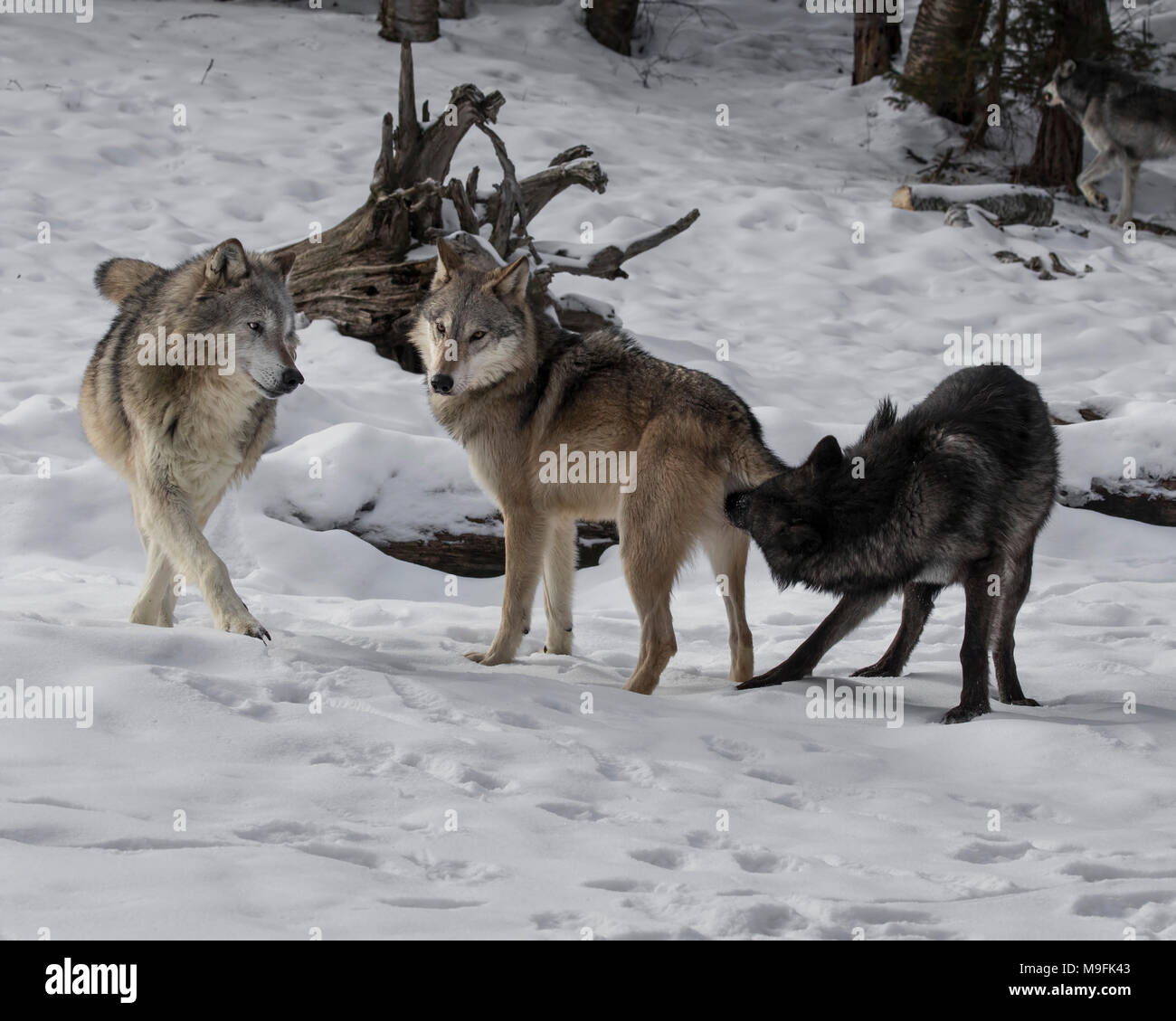 Wolf pack hi-res stock photography and images - Alamy