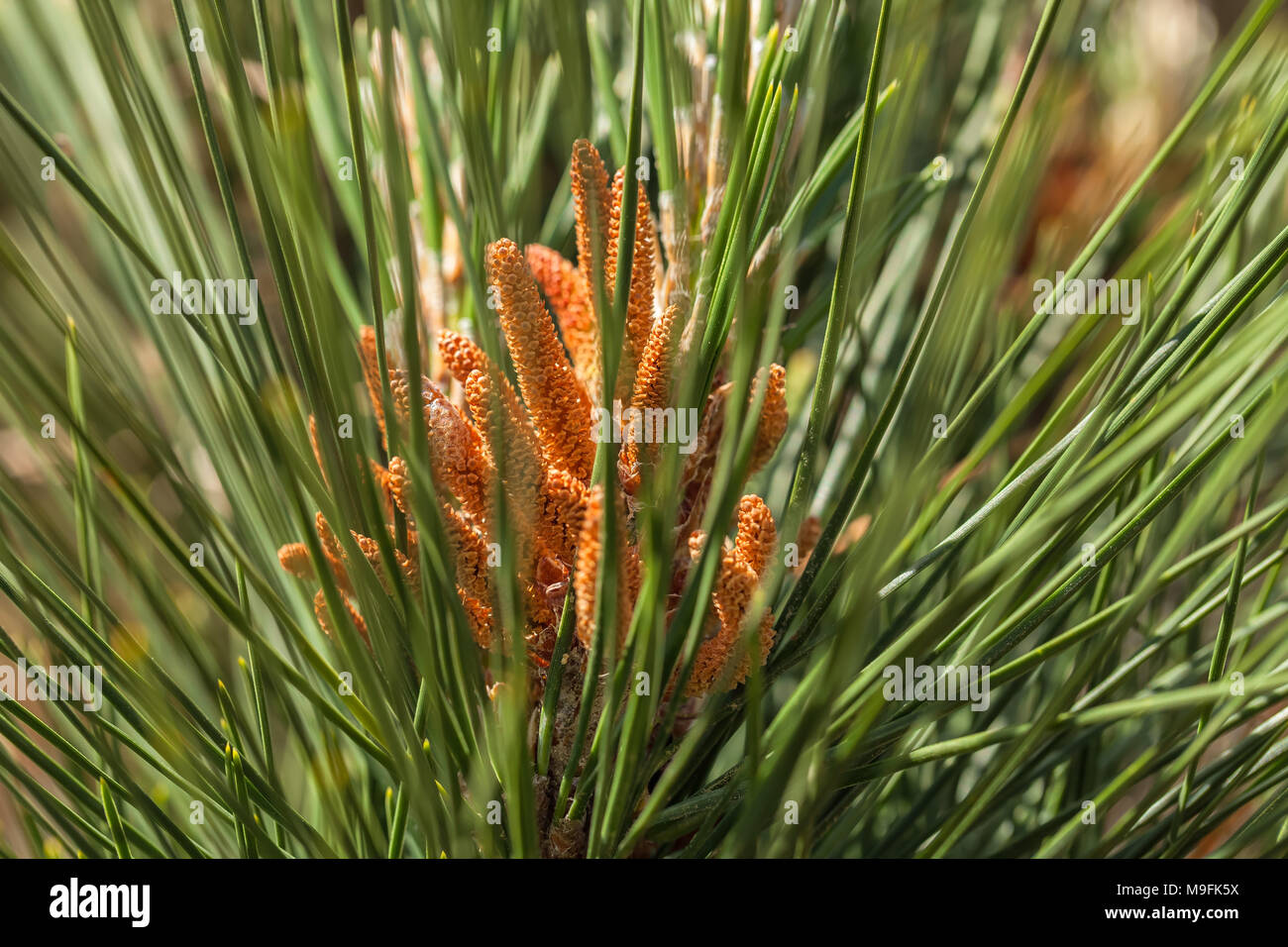 Pinus Radiata High Resolution Stock Photography and Images - Alamy