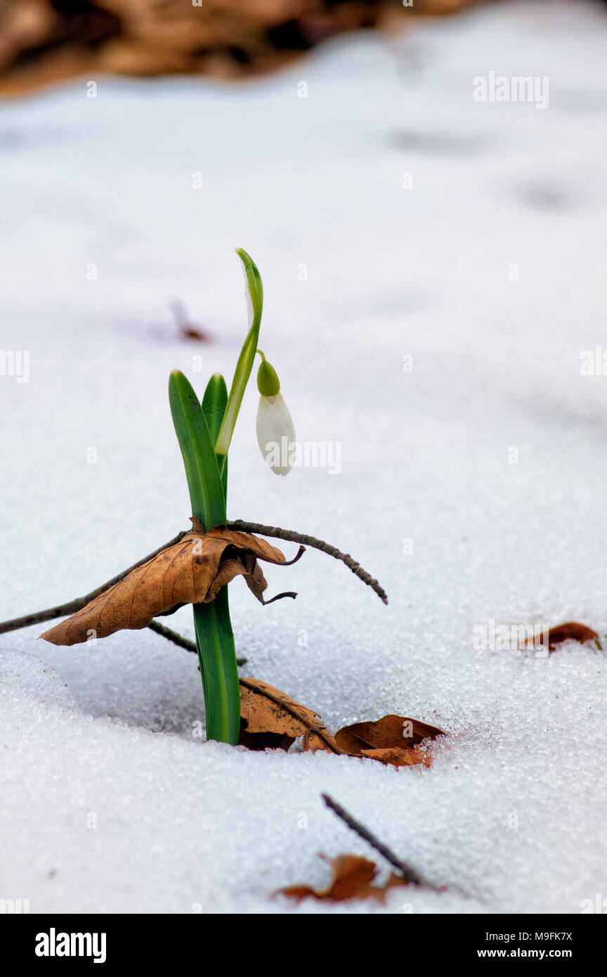 The first spring snowdrop. White spring flowers on snow. Symbol of ...