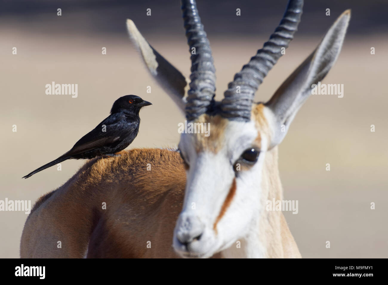 Fork-tailed drongo (Dicrurus adsimilis apivorus) on the back of a male ...