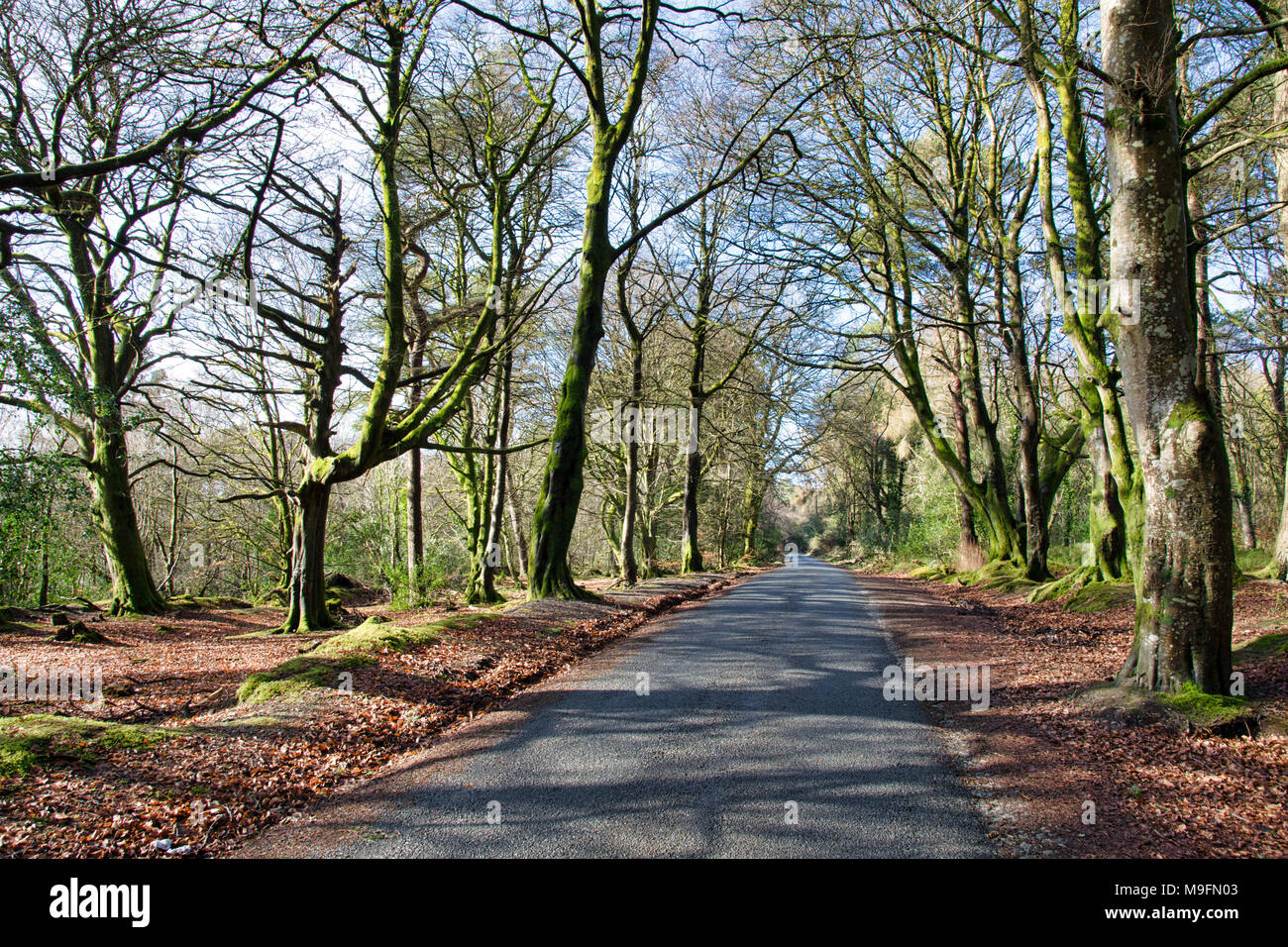 Tree lined forest road with bare trees covered in moss Stock Photo - Alamy