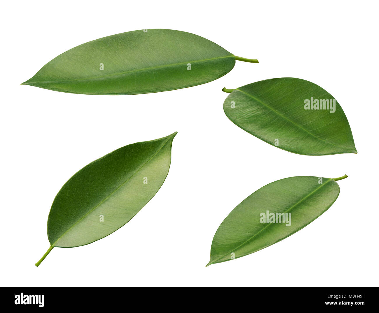 Fruit of the angles hi-res stock photography and images - Alamy