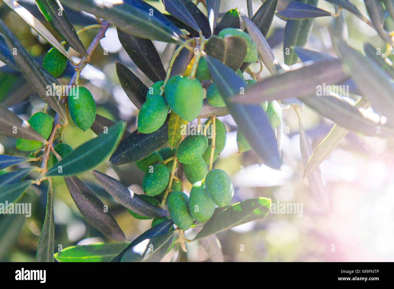Fresh green olives hanging on hi-res stock photography and images - Alamy
