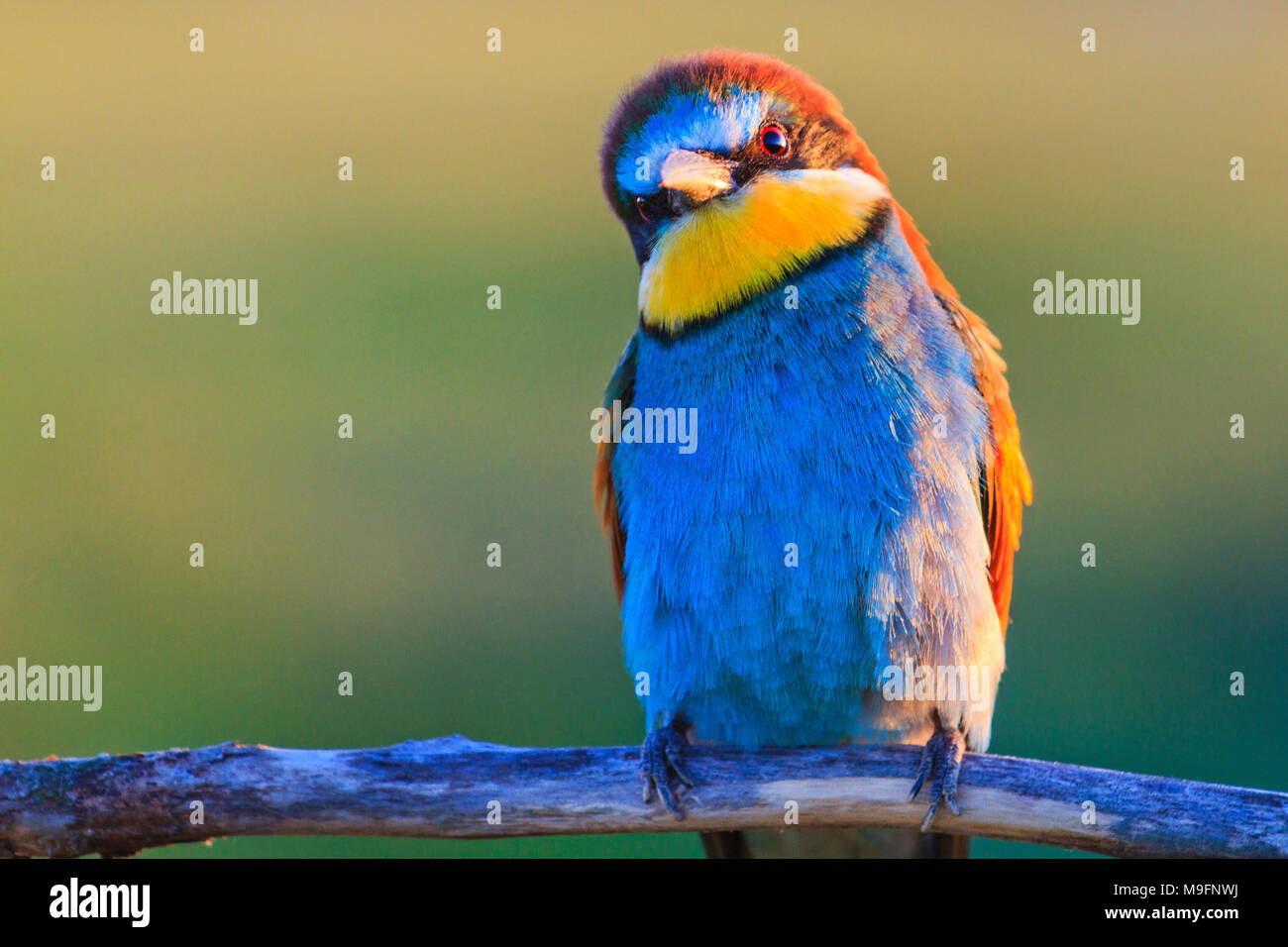 Strange birds hi-res stock photography and images - Alamy