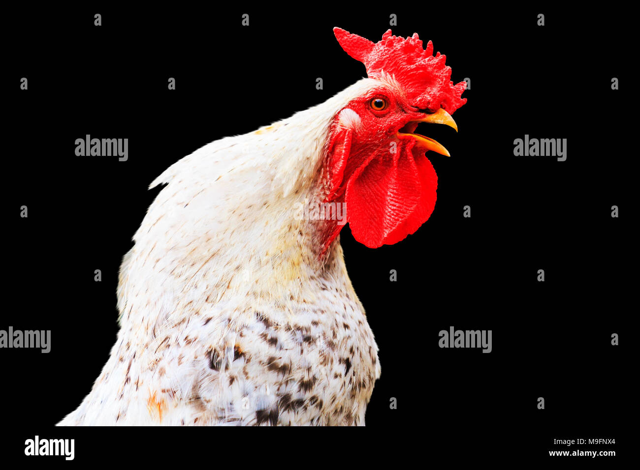 Bird Alarm Clock isolated on a black background, birds and symbols ...