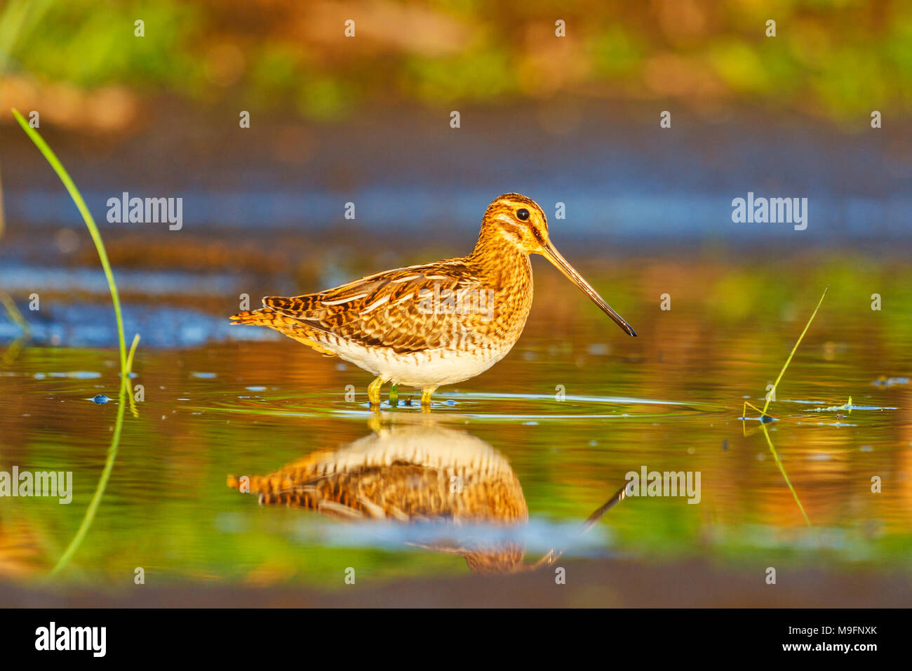perfect hunting trophy-snipe , birds, wildlife and season change Stock ...