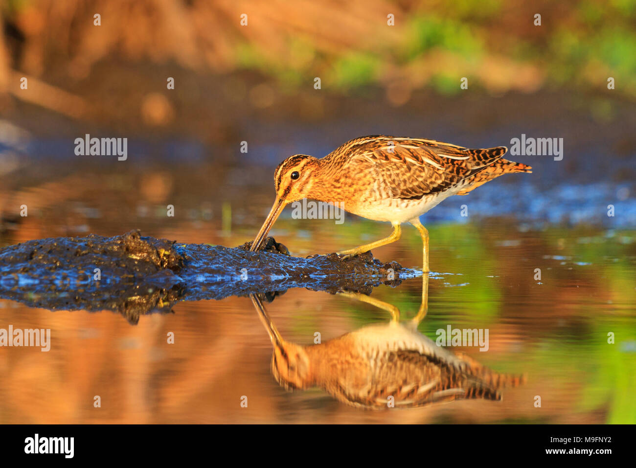 snipe summer morning looking for food in the mud , birds, wildlife and ...
