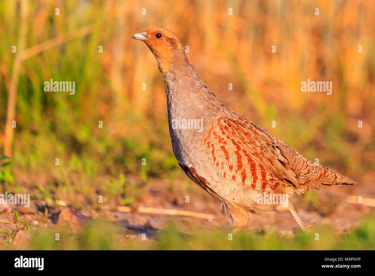 Green partridge hi-res stock photography and images - Alamy