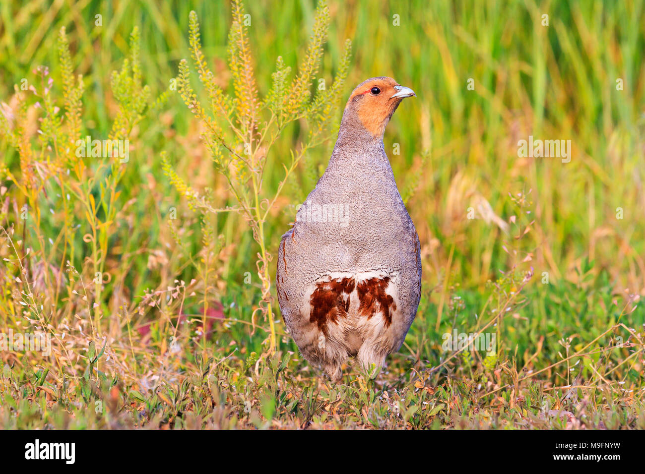 Grey partridge farm hi-res stock photography and images - Alamy