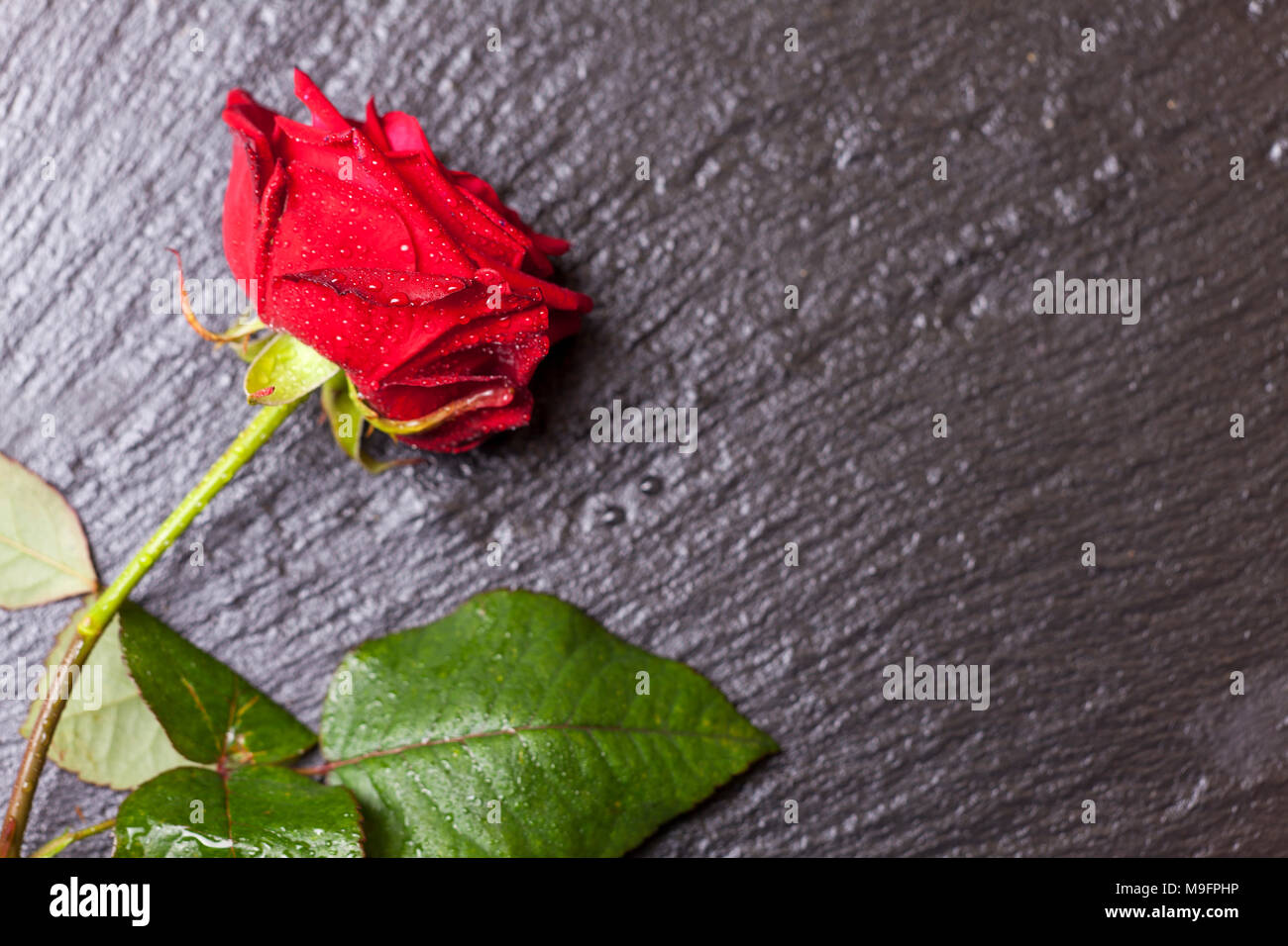 closeup of a beautiful red rose Stock Photo - Alamy