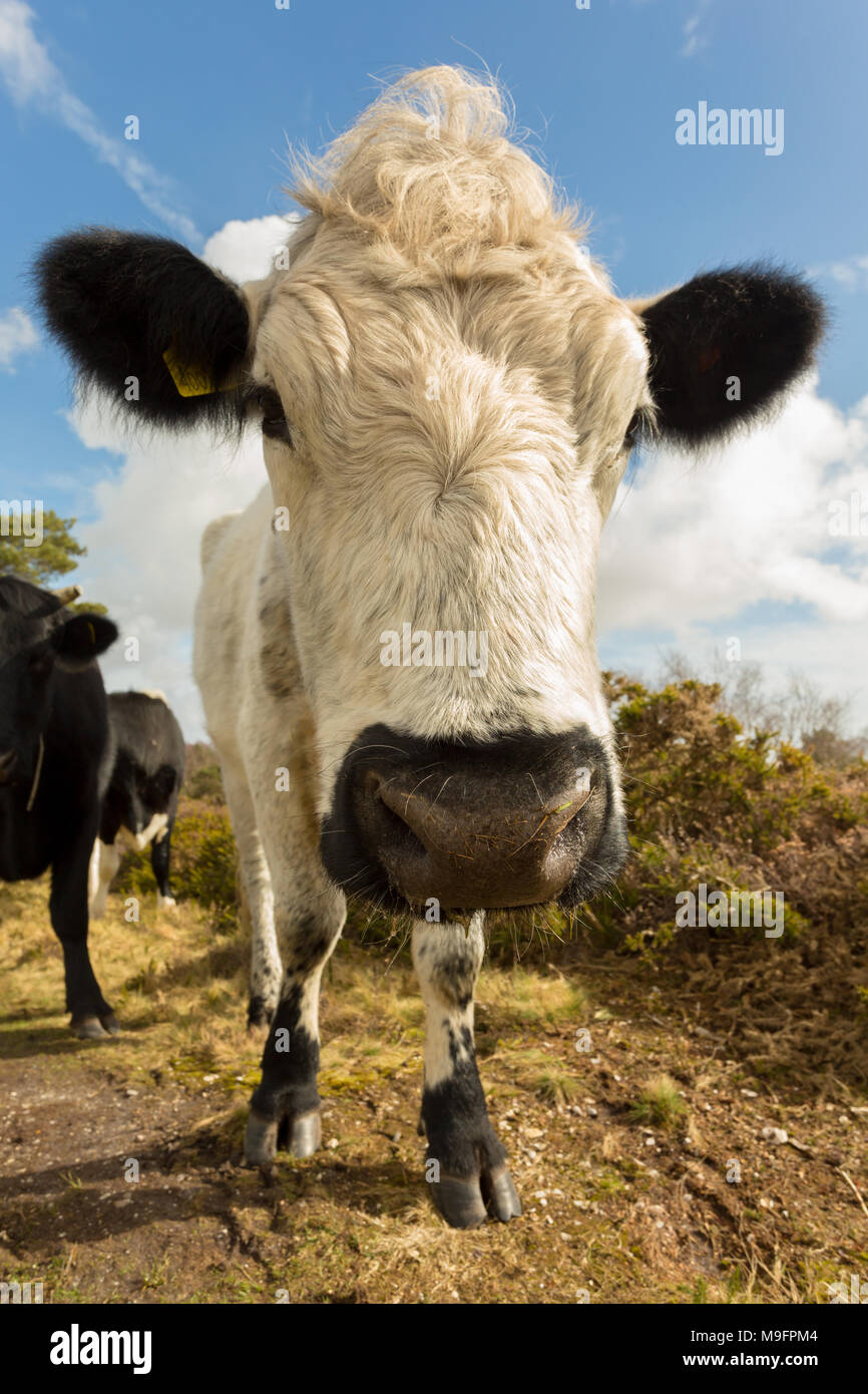 British white cow hi-res stock photography and images - Alamy