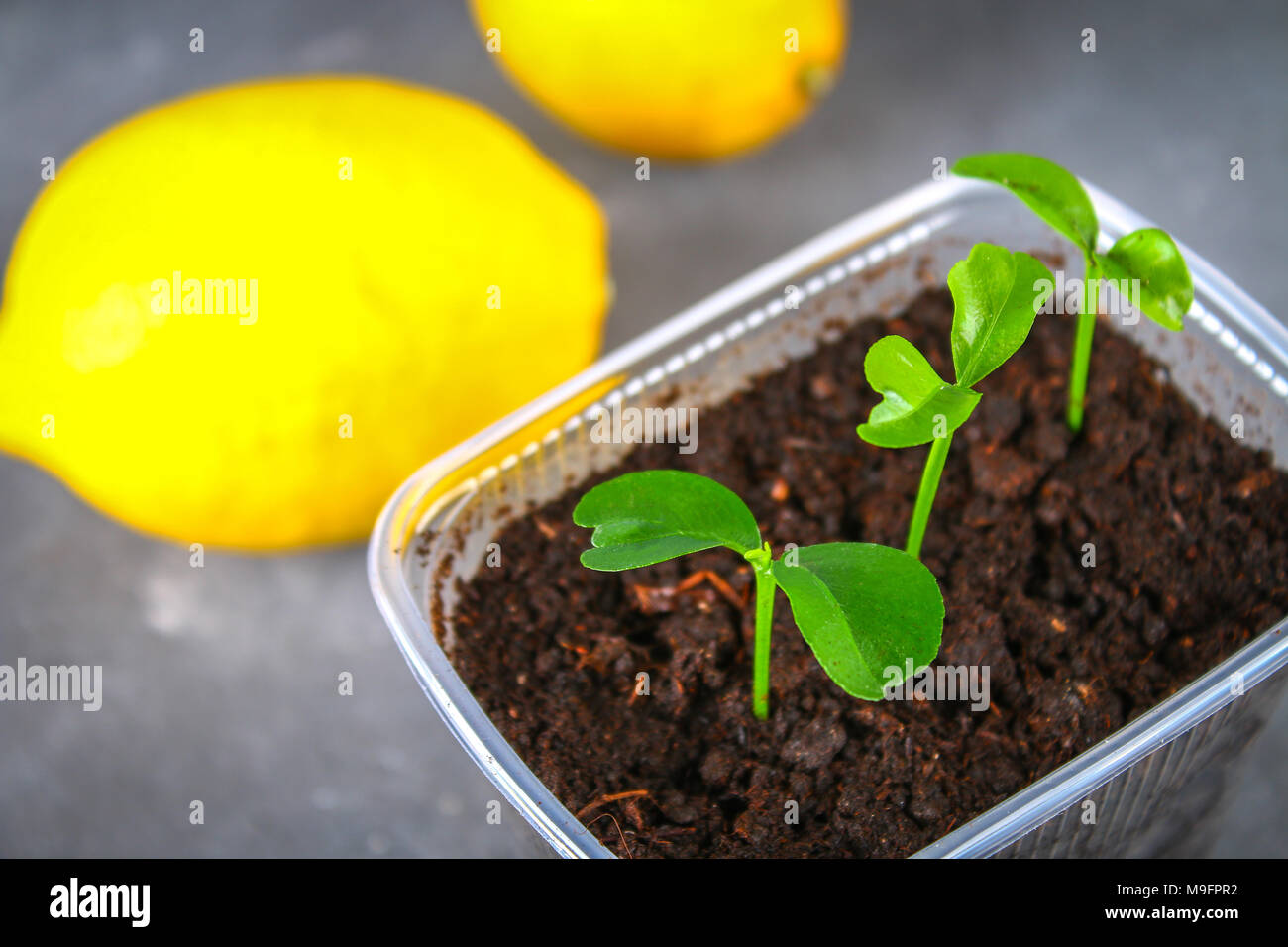 Lemon seedling hi-res stock photography and images - Alamy