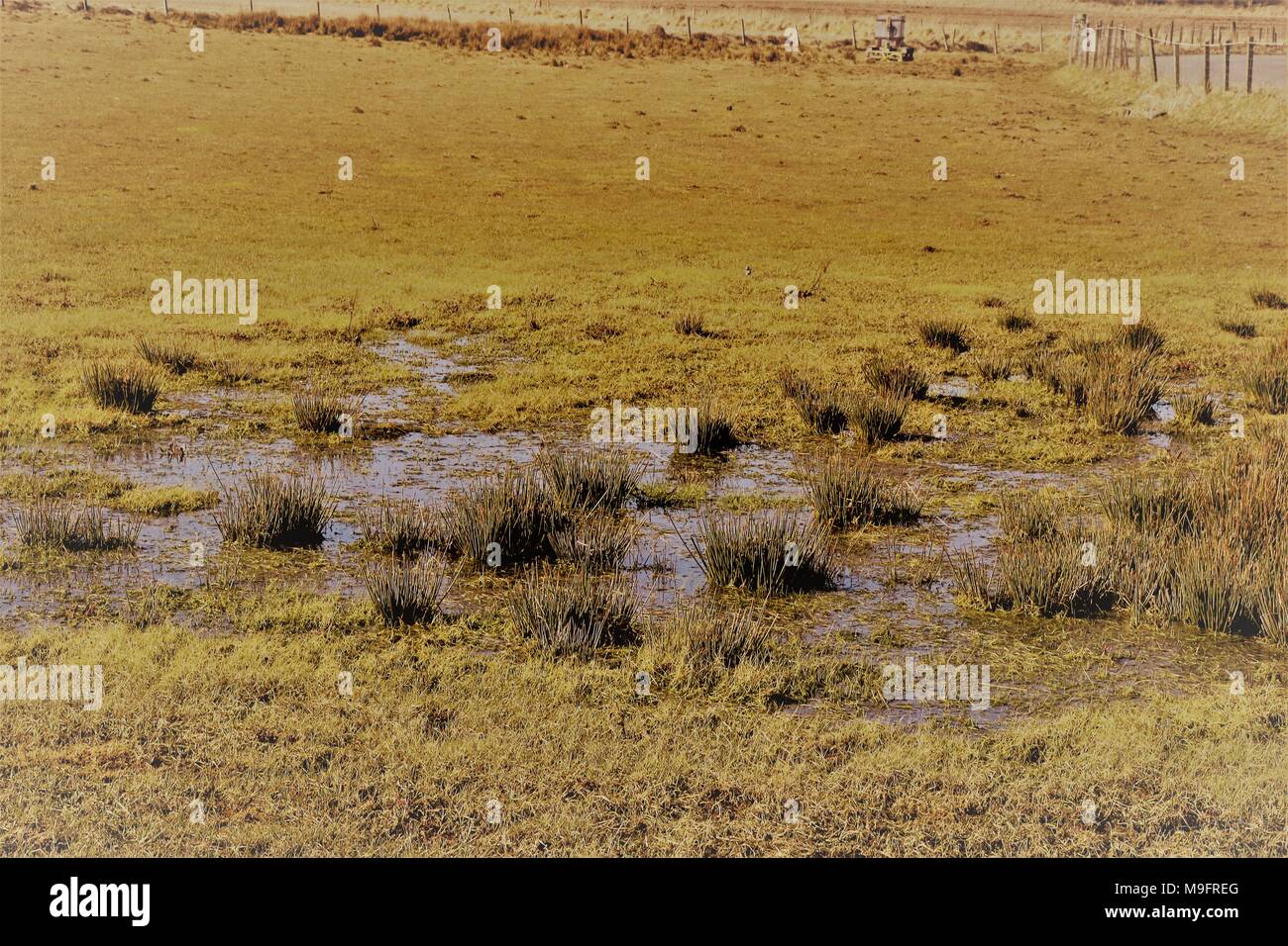 Water and grass textures, abstracts Stock Photo - Alamy