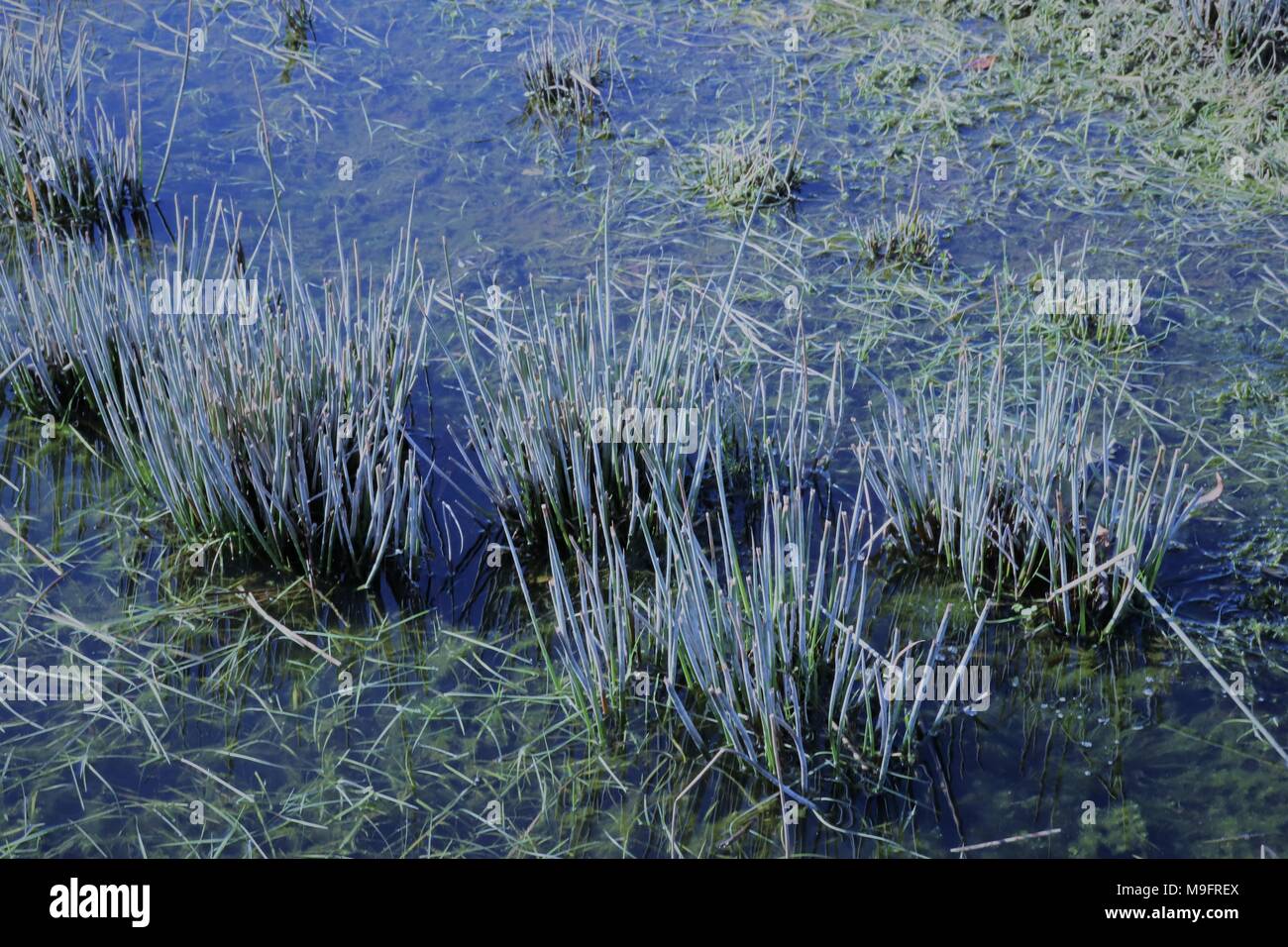 Water and grass textures, abstracts Stock Photo - Alamy