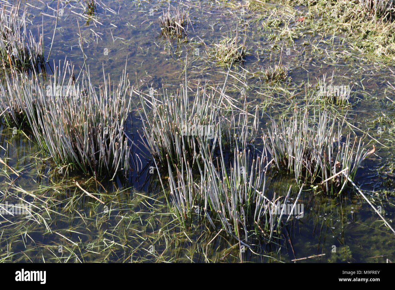 Water and grass textures, abstracts Stock Photo - Alamy