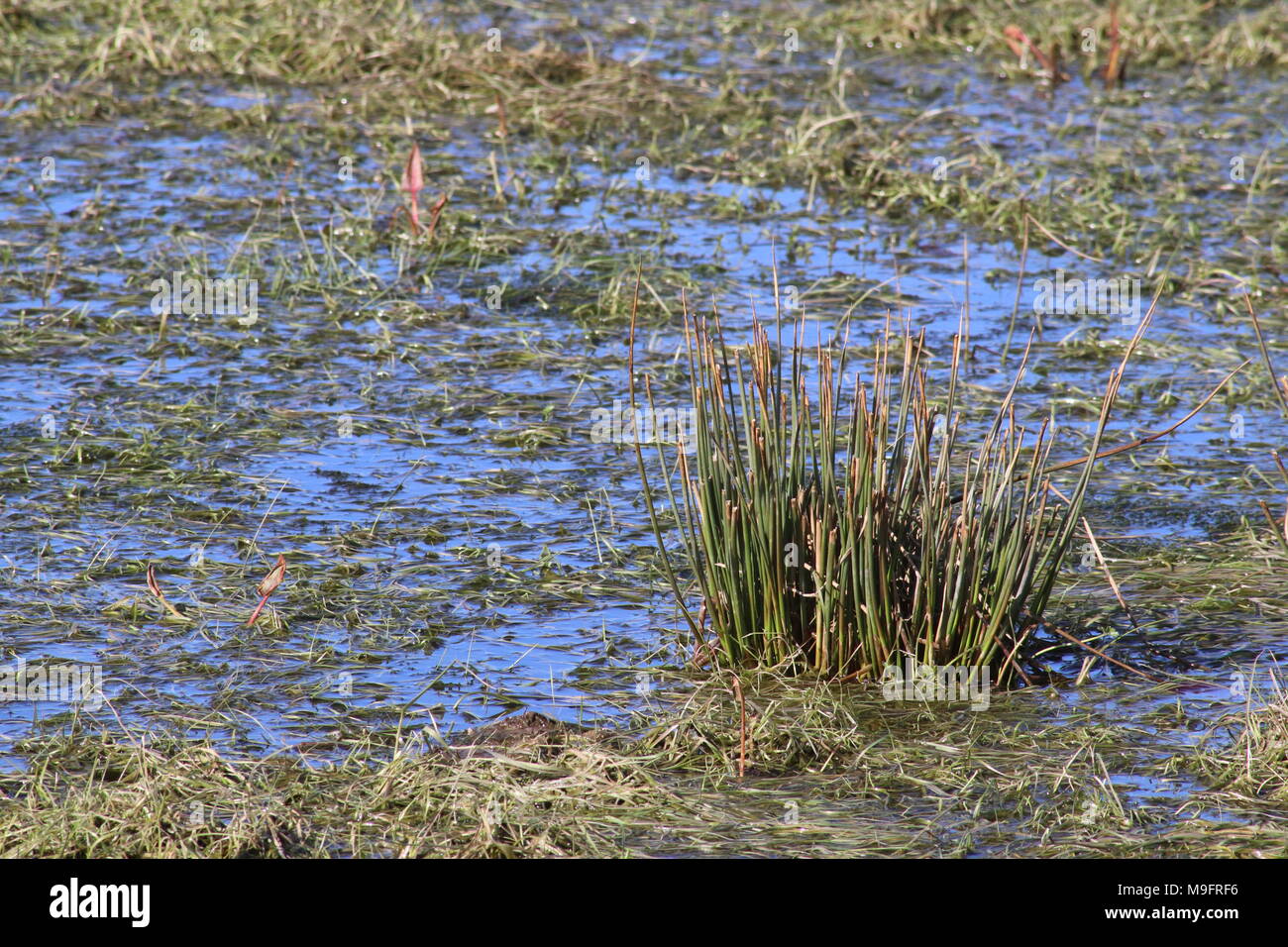 Water and grass textures, abstracts Stock Photo - Alamy