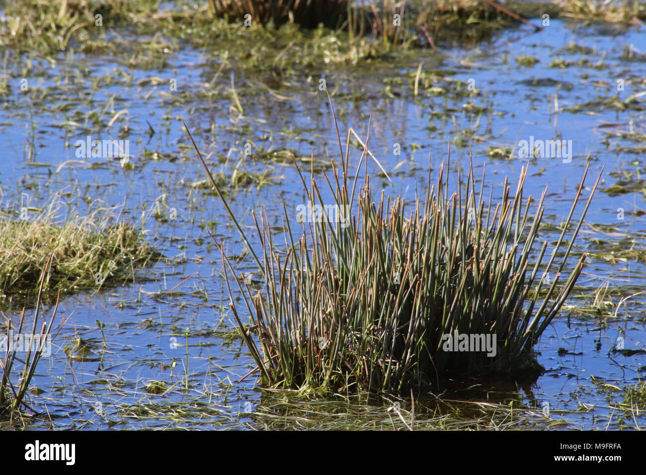Water and grass textures, abstracts Stock Photo - Alamy