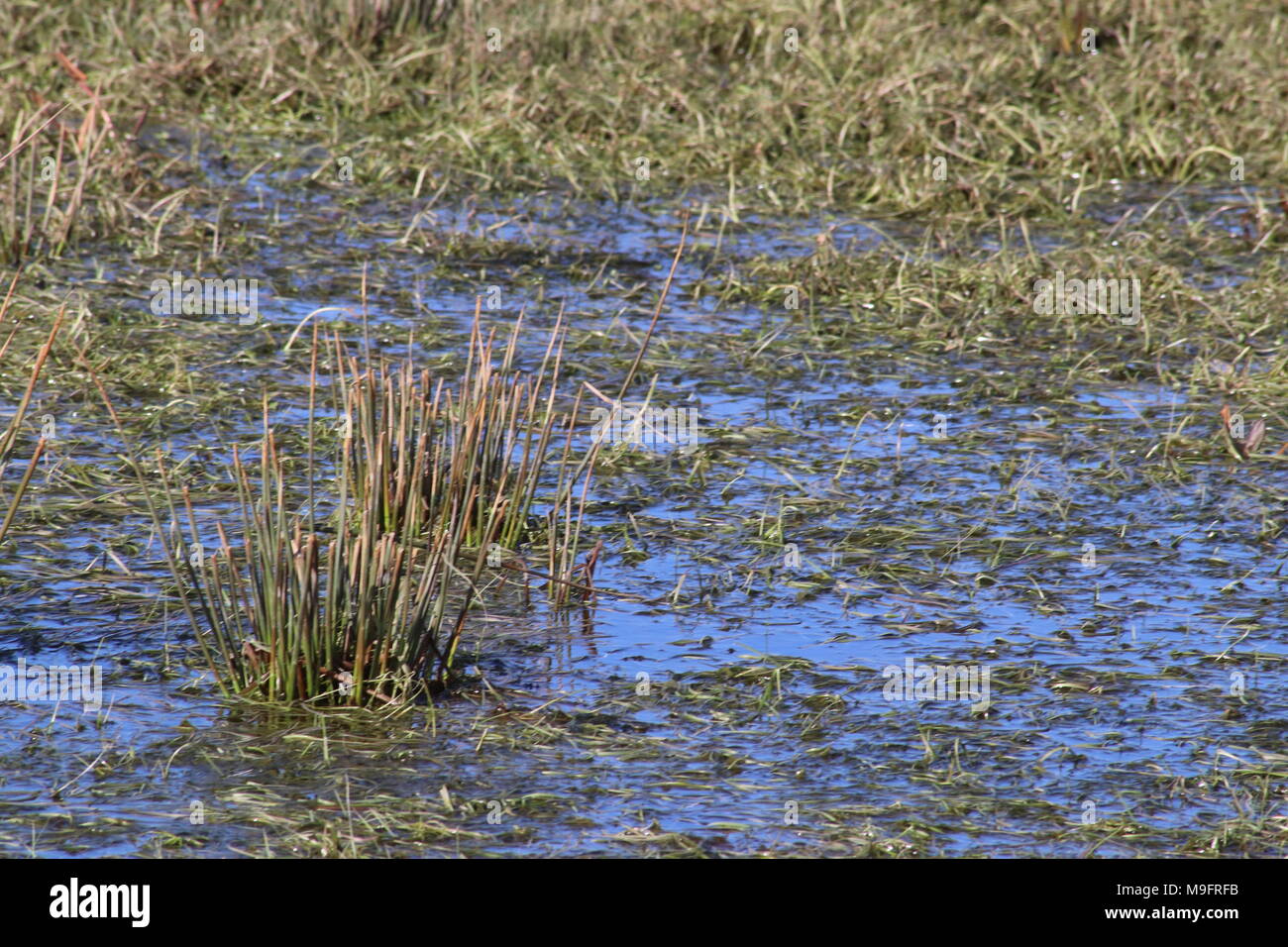 Water and grass textures, abstracts Stock Photo - Alamy