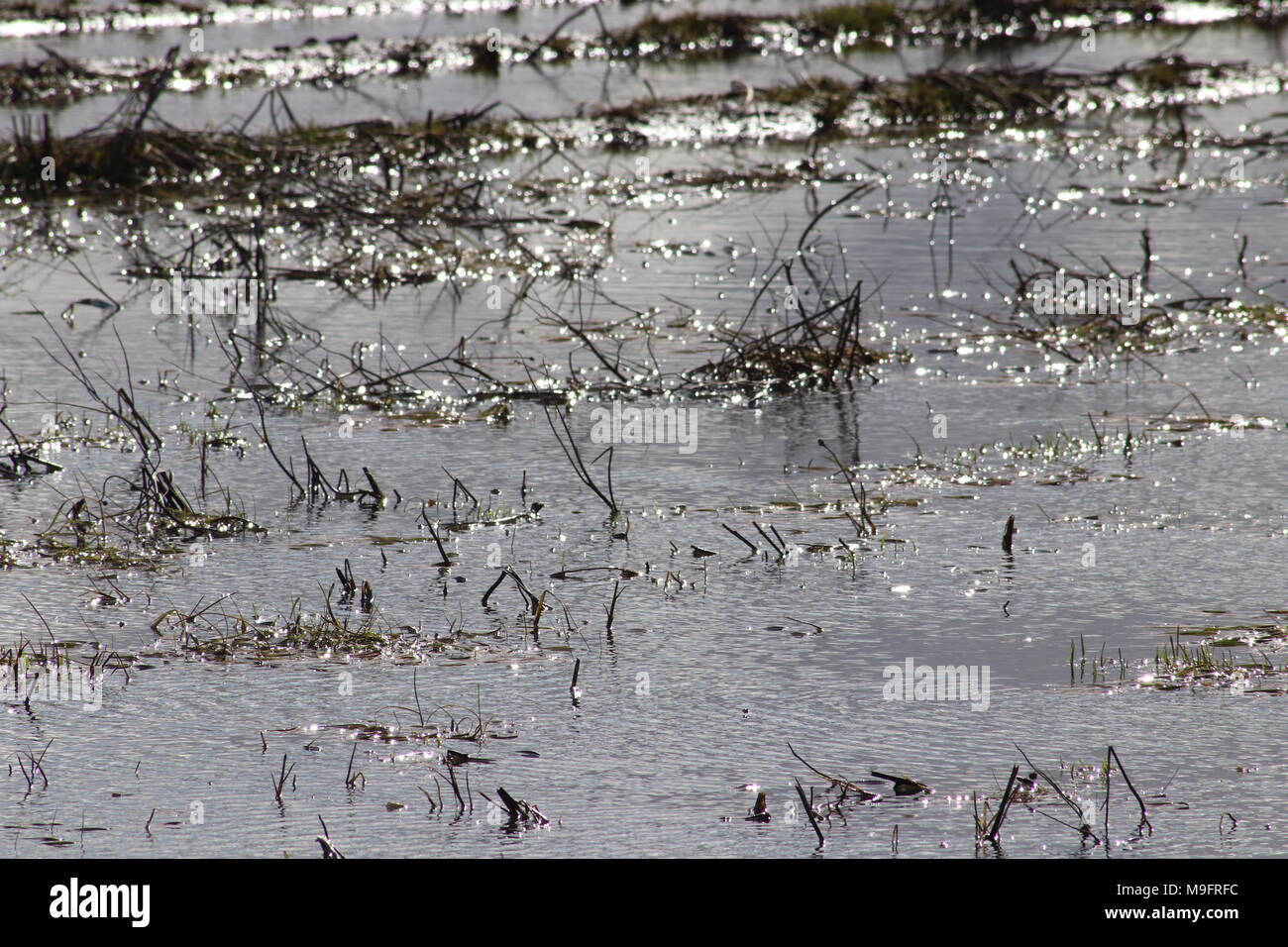 Water and grass textures, abstracts Stock Photo - Alamy