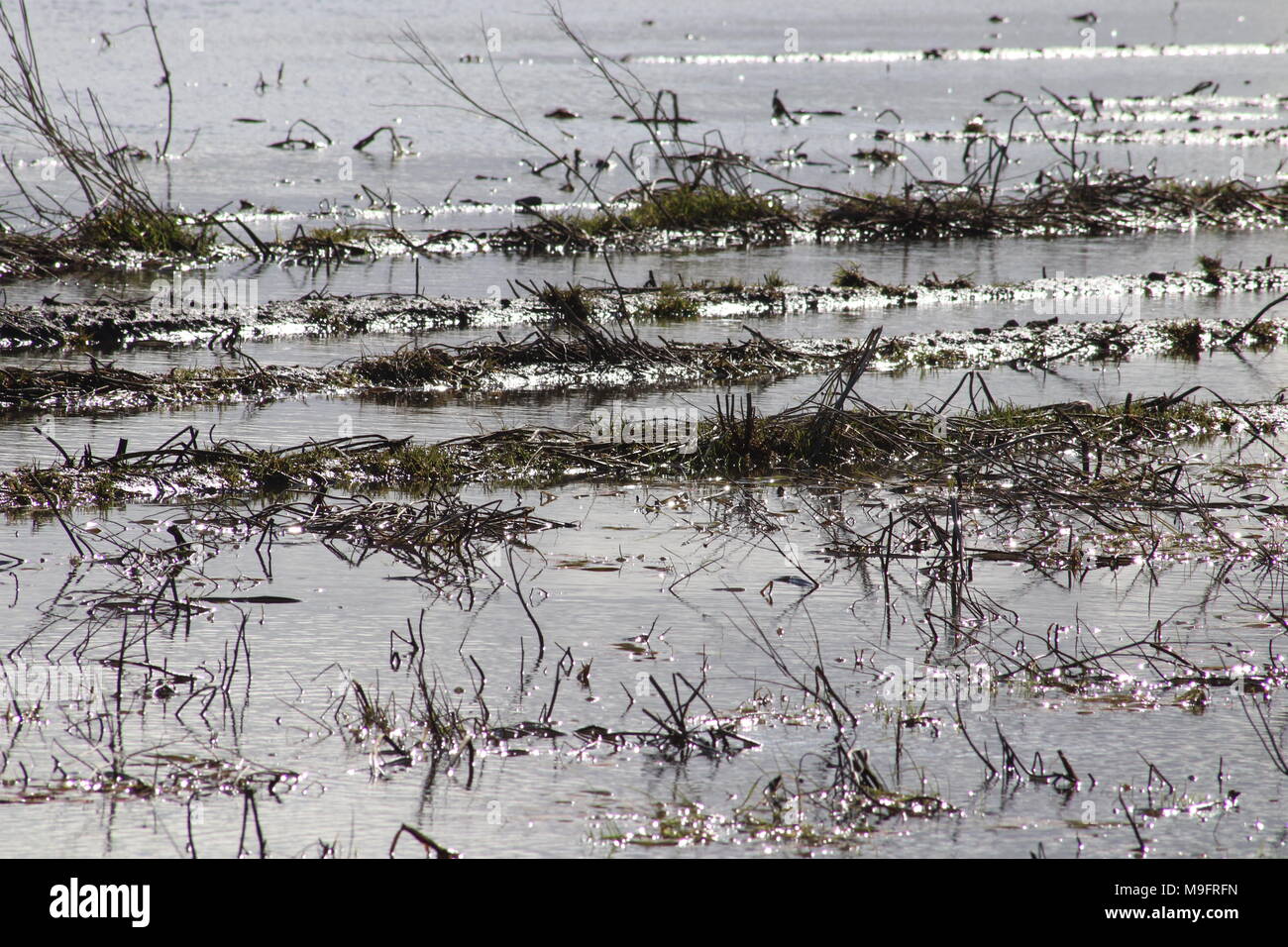 Water and grass textures, abstracts Stock Photo - Alamy