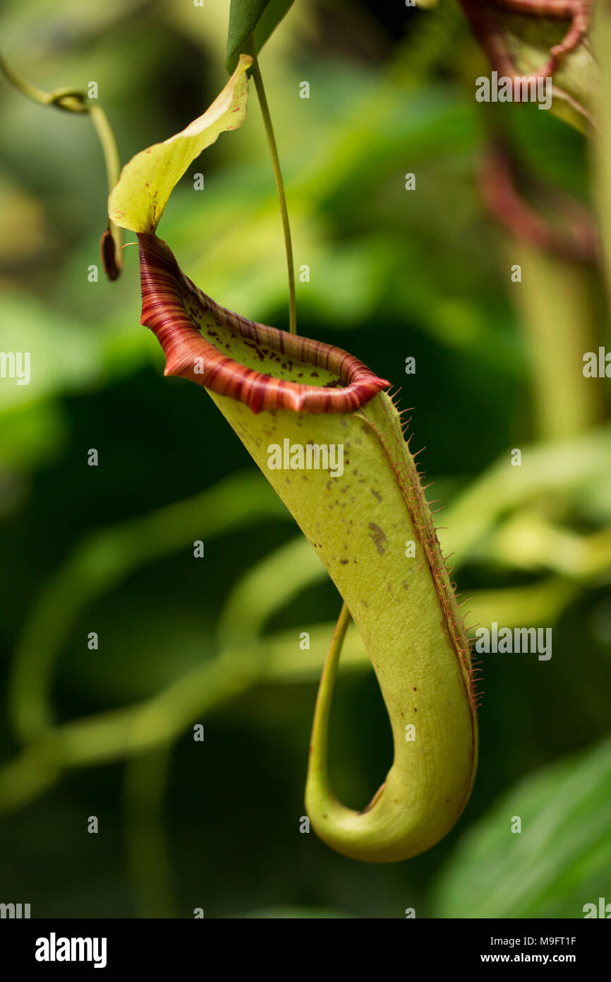 Pitcher Plant Diagram