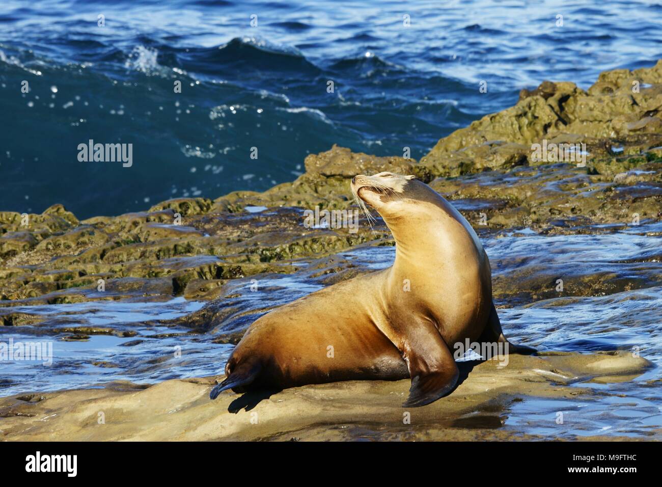Happy Sea Lion