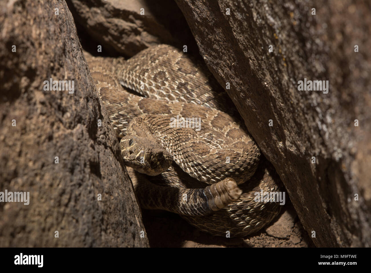 Prairie Rattlesnake (Crotalus viridis) from Jefferson County, Colorado ...