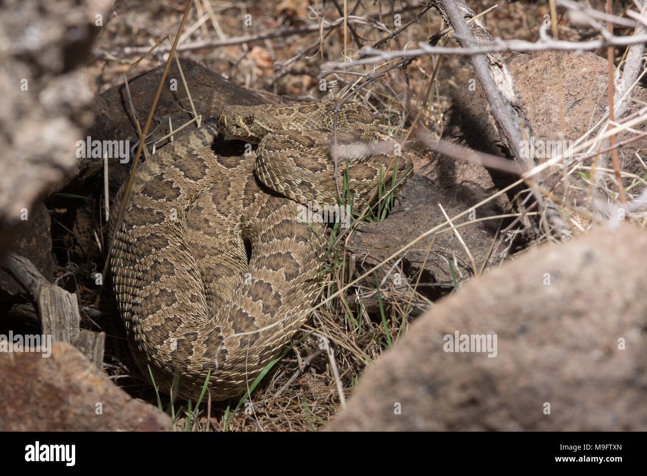 Prairie rattlesnake hi-res stock photography and images - Alamy