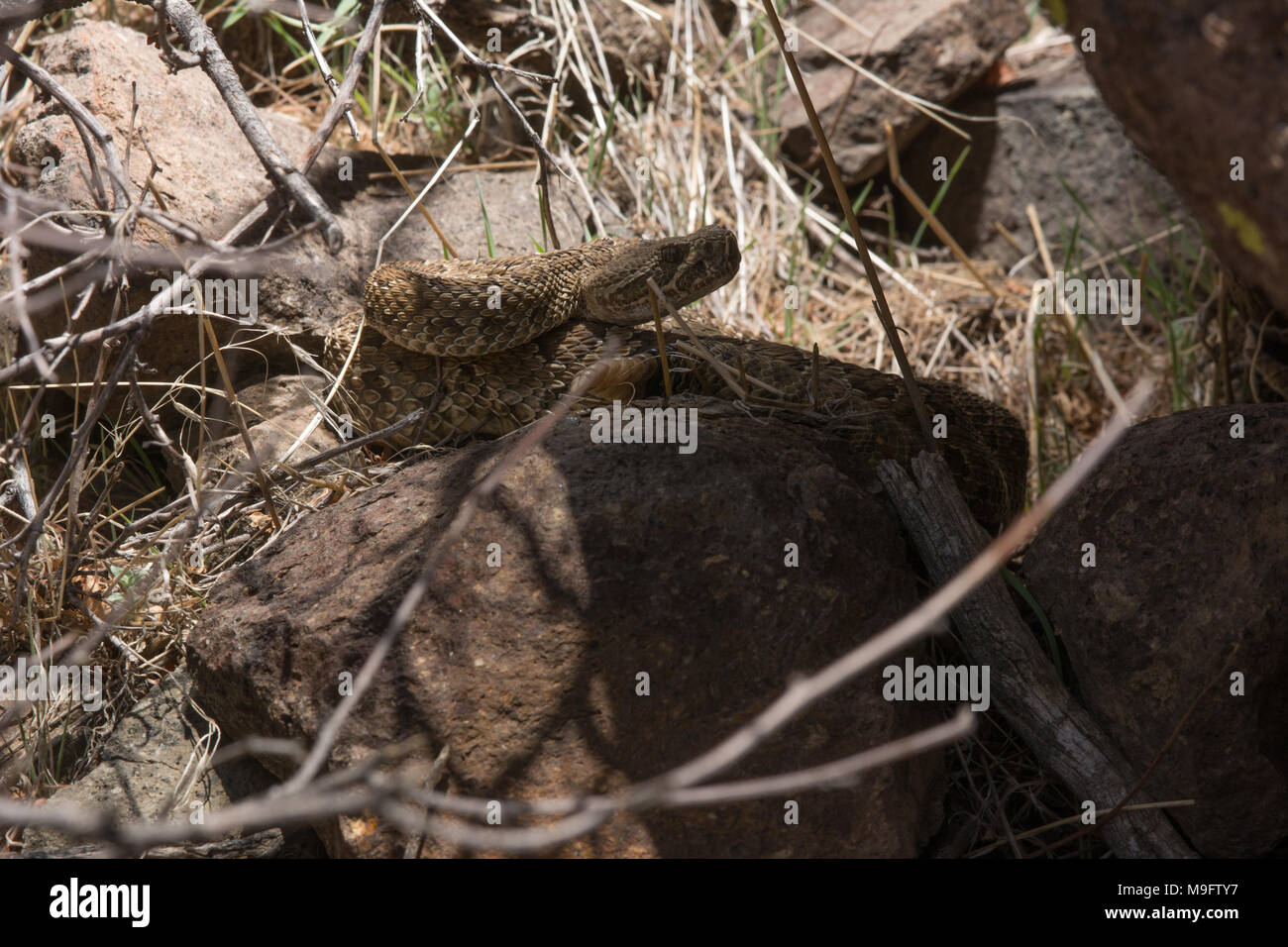 Rattlesnake colorado hi-res stock photography and images - Alamy